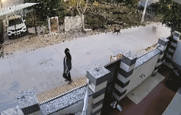 Người dân lao ra giải cứu khi cô gái bị 8 con chó hoang tấn công