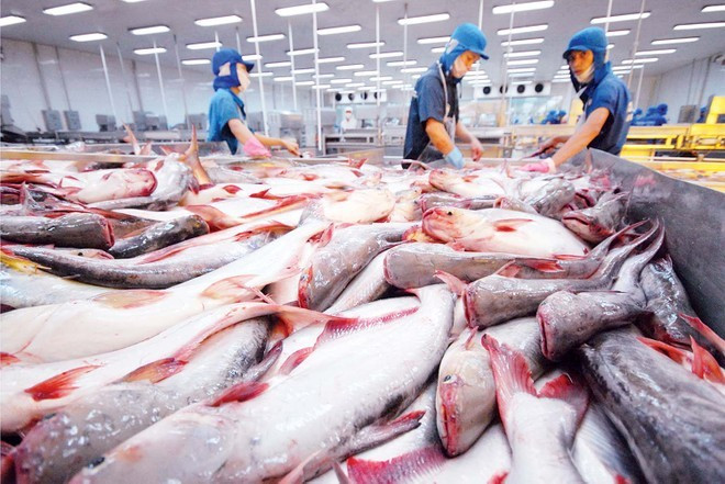 Cá tra Việt Nam đắt khách quốc tế, xuất khẩu sẽ cán mốc 2 tỷ USD trong ...