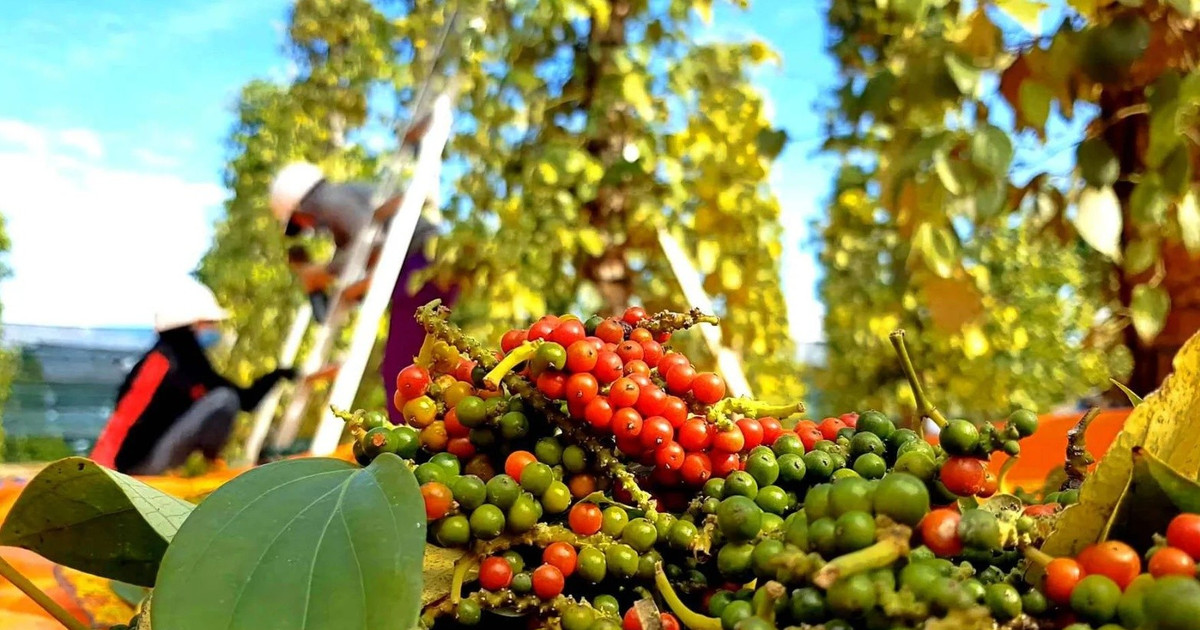 Giá nông sản hôm nay (12/6): Giá cà phê bật tăng, hồ tiêu neo ở mức cao