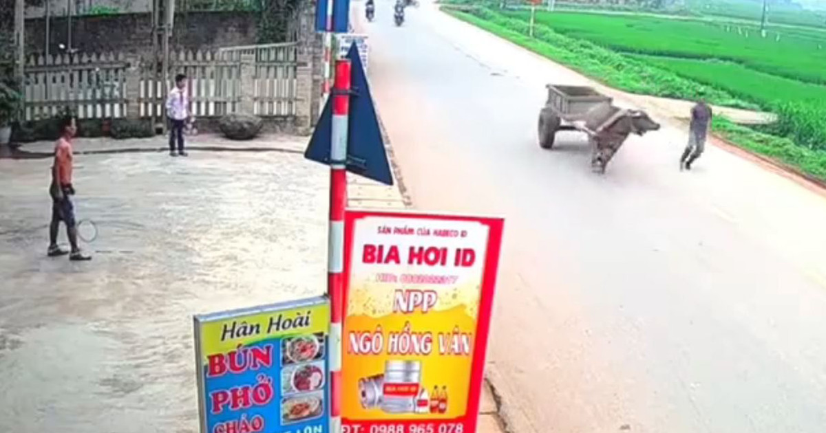 Người dân hốt hoảng khi thấy "trâu điên” lao lên đường | Thương gia ...
