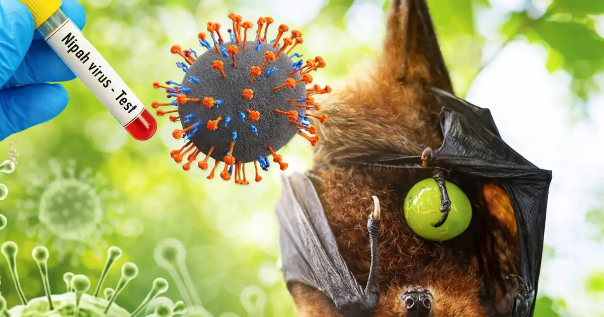 Sân bay Nội Bài sẵn sàng kịch bản ứng phó virus Nipah | Thương gia ...