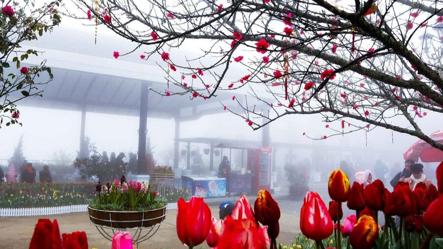 Những khoảnh khắc mùa xuân tuyệt đẹp trên đỉnh thiêng Fansipan | Thương ...