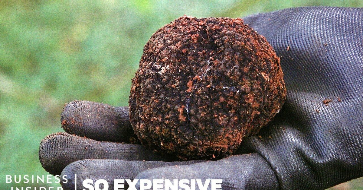 Vì sao Truffle là loại nấm đắt đỏ nhất thế giới? | Thương gia - Thông ...