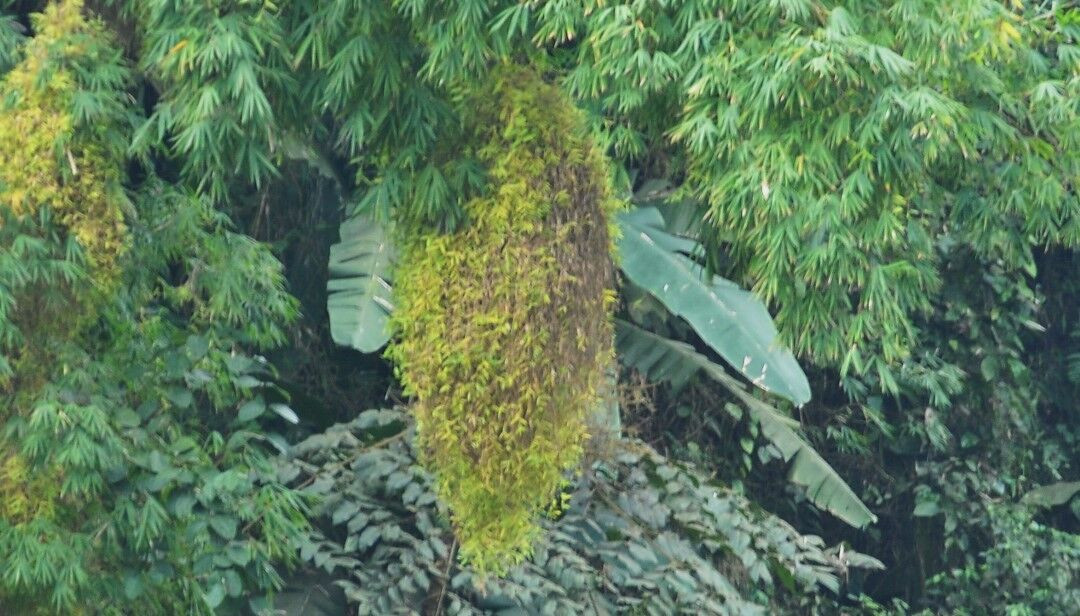 Bất ngờ với vạt rừng hoa tre tại Lào Cai | Thương gia - Thông tin cập ...