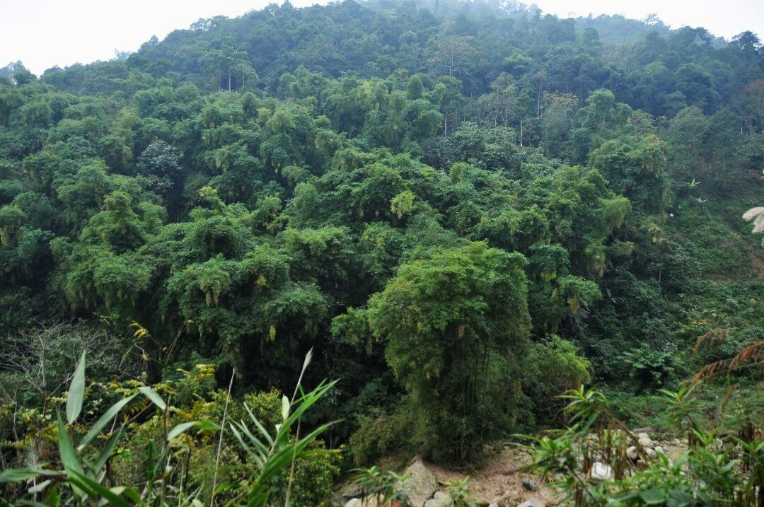 Bất ngờ với vạt rừng hoa tre tại Lào Cai | Thương gia - Thông tin cập ...